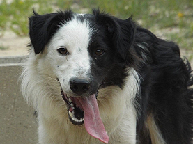 Dog Coat Colour Genetics